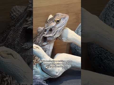 Winny Update! Gravid ✅ #musculardystrophy #beardeddragon