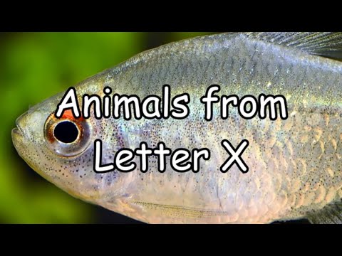 X Letter Animals