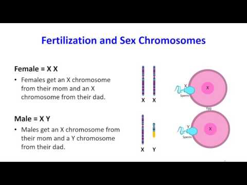 Homologous Chromosomes