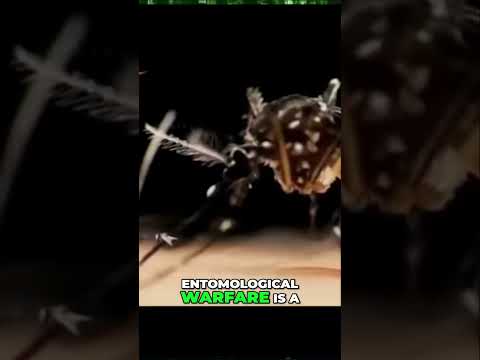 Entomological Warfare?! Mosquito Close-Ups & Dengue Info You NEED To Know!