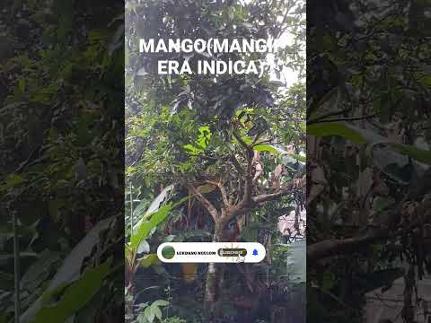 #MANGO ЁЯенЁЯенЁЯен(bot. name: MANGIFERA INDICA) #shorts #viral #trending #mangiferaindica #mango