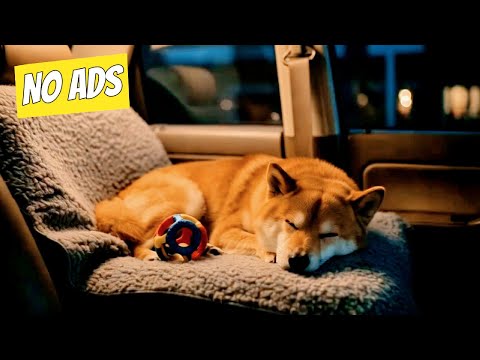8 HOURS | Restful Peace - Gentle Car Journey Music for Dogs | NKN Music for Dogs