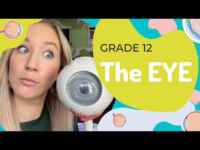 Understanding the Eye: How Light Travels and Vision is Formed | Galaxy.ai