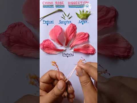 Hibiscus rosa sinensis Dissection Practical #shorts #practical #biology #viral #youtubeshorts