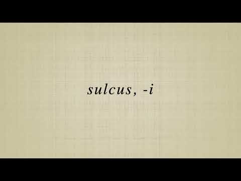 sulcus, i