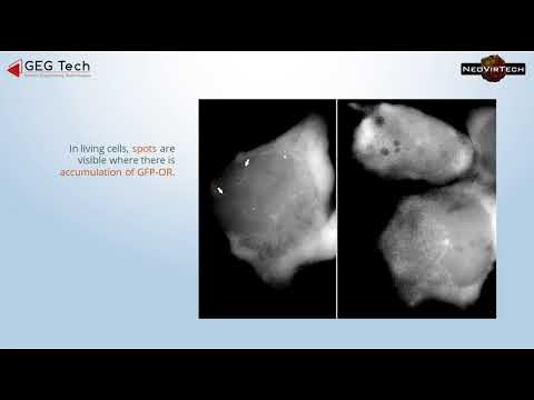 System for the live tracking of lentiviral vectors