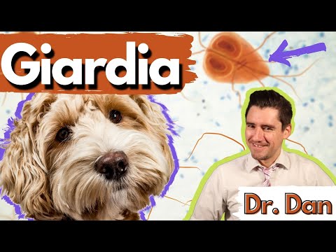 Giardia in the dog and cat. Dr. Dan- what giardia is, giardia symptoms, diagnosis, and treatment
