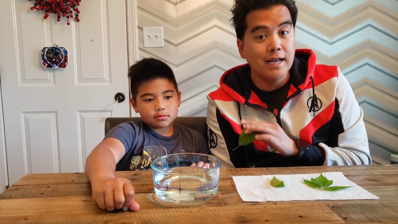 Science Experiment #7:  Plant Respiration