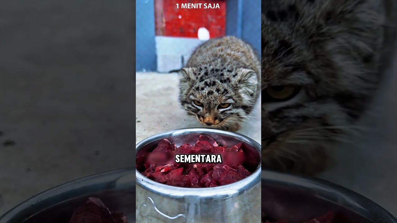 Kucing pemangsa yang menggemaskan?