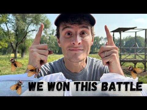 How we Won the Battle Against Flies on the Farm