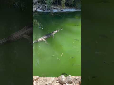 INDIAN GHARIAL #gharial #foryou #tiktok #zoo #crocodiles #animal #viralreels #shortvideo #shorts