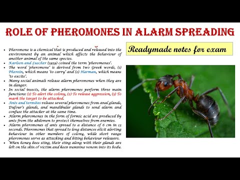 Role of pheromones in alarm spreading | Ethology