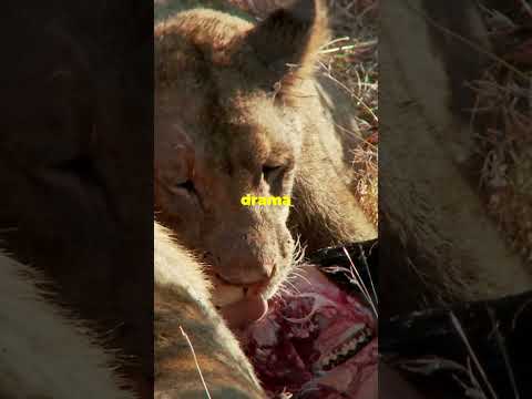 All About Food Chains and Food Webs #youtubeshorts #facts #fascinatinginformation #funfacts