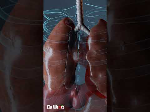 This Will Increase Your Oxygen Level (V02 Max)