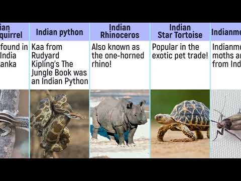 Name an animal beginning with i | List