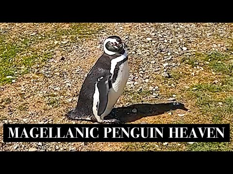 MAGDALENA ISLAND'S MAGELLANIC PENGUINS, NEAR PUNTA ARENAS, CHILE