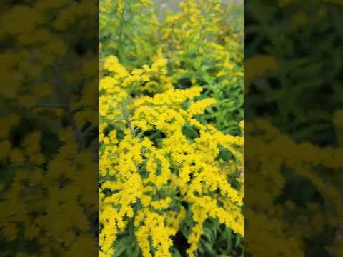 Goldenrod Yellow Flower, Solidago Canadensis, Wild Edibles