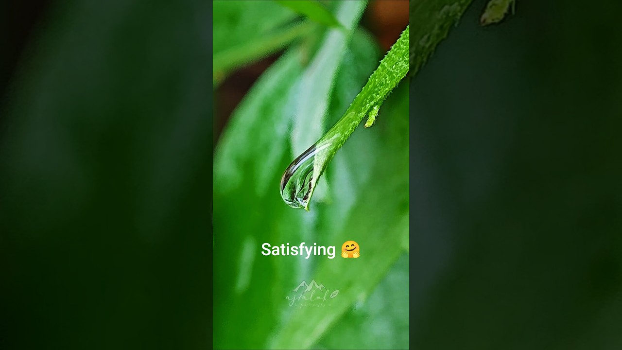Mesmerizing Water Drop Falls from Leaf in Slow Motion! 🌿💧