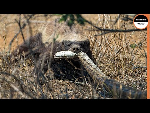 Epic Battle : Honey Badger Face Off The Python