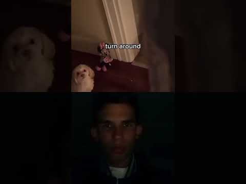 Skin Walker dog caught on camera