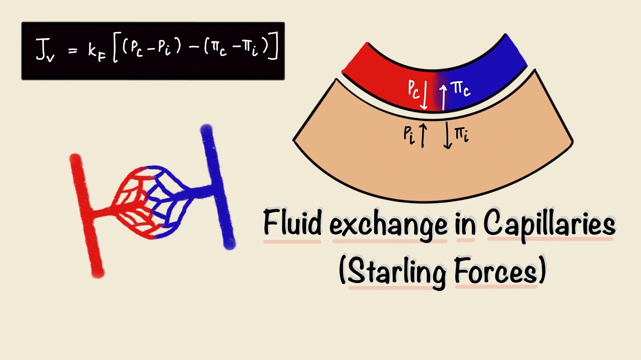 Understanding Fluid Exchange in Capillaries: The Role of Starling ...