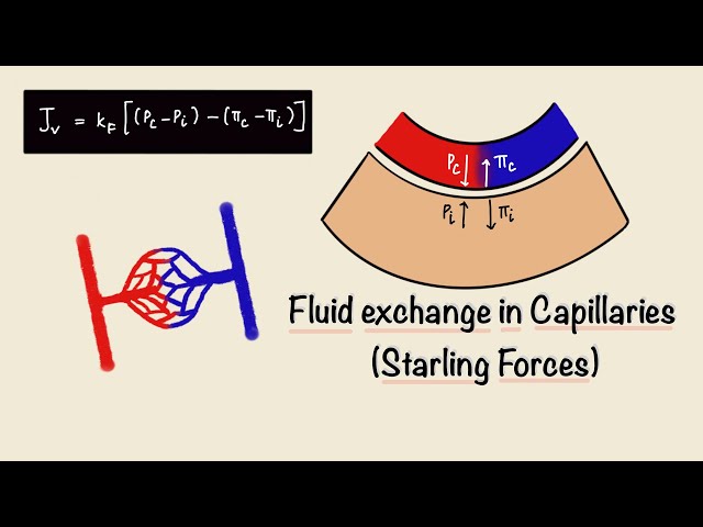 Understanding Fluid Exchange in Capillaries: The Role of Starling ...