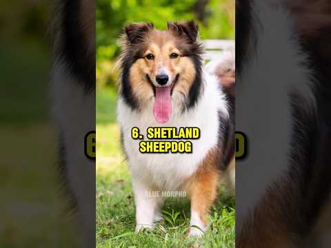 Top 10 Smartest Dog Breeds 🎓🐩 #smartestdogbreeds