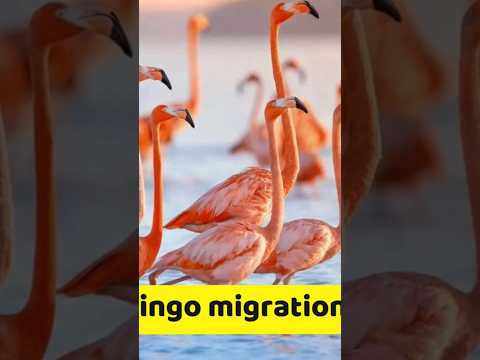 Top25😱Most Incredible Animal🦩Migrations In The World🌎The Pink Flamingo Migration#pinkFlamingo #wild