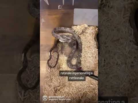 rattlesnake? some snakes imitate rattlers to ward off predators #snakes