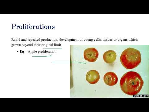 Symptoms of Plant Viral Diseases | Plant Virology | MSc (Plant Pathology)