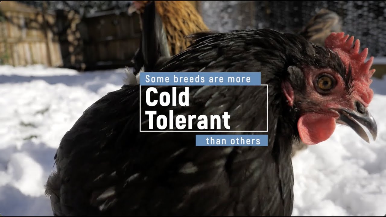 Choosing Chickens: Which Breeds Handle Cold Weather Best?