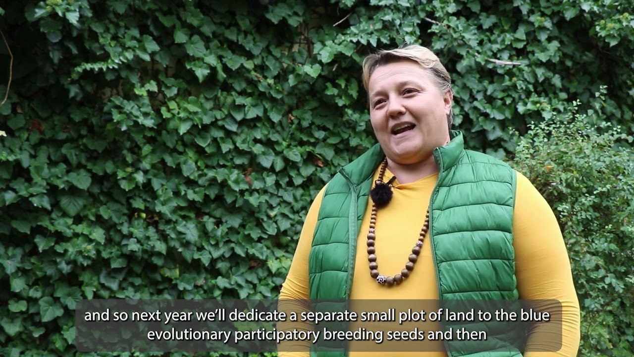 Experience of the evolutionary participatory breeding strategy - a Case study from Hungary