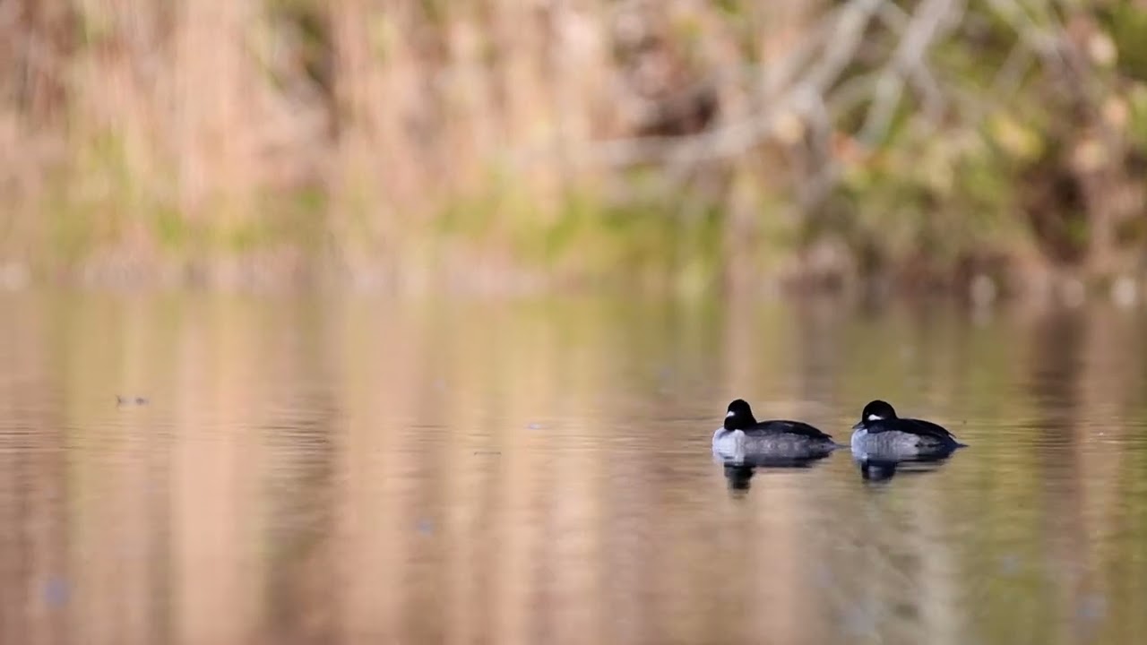 Female Buffleheads