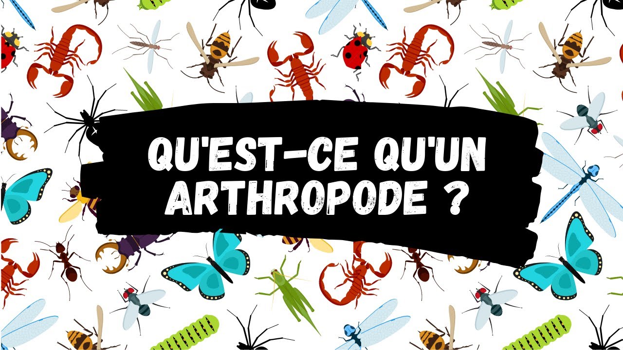 🦀 🐝 Qu'est-ce qu'un arthropode ? 🕷🐜