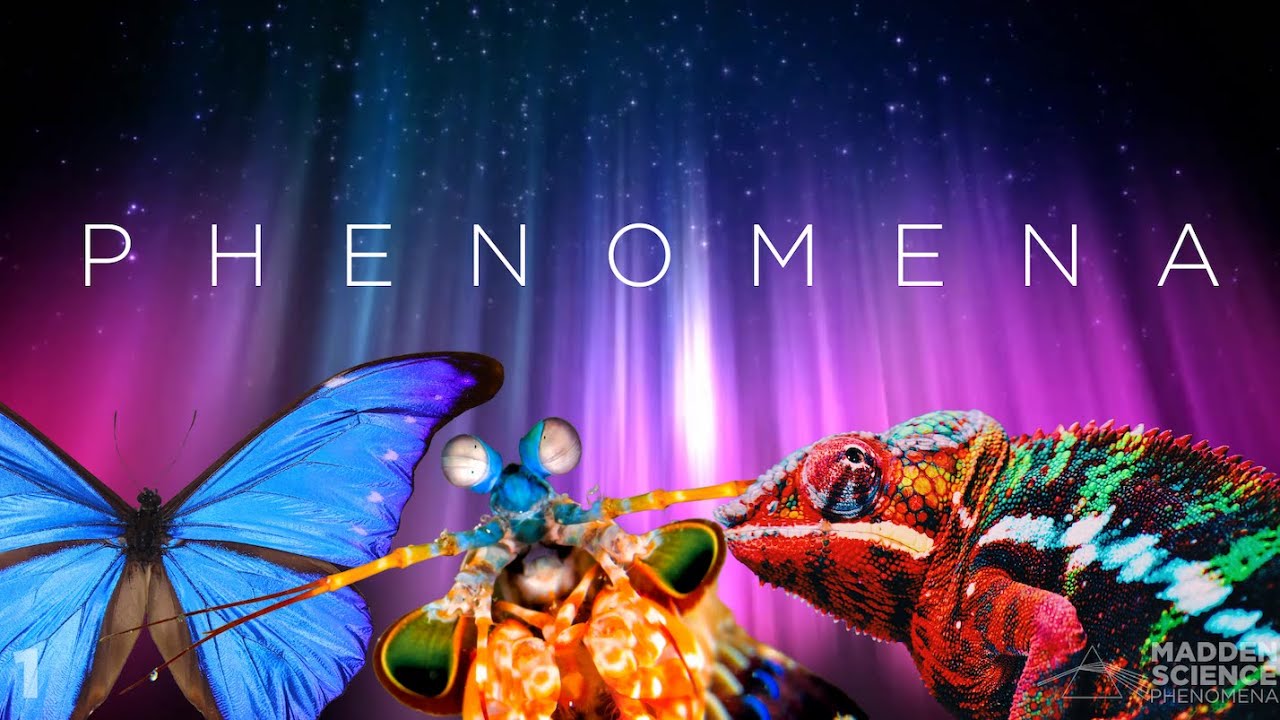 PHENOMENA: Light and Optics