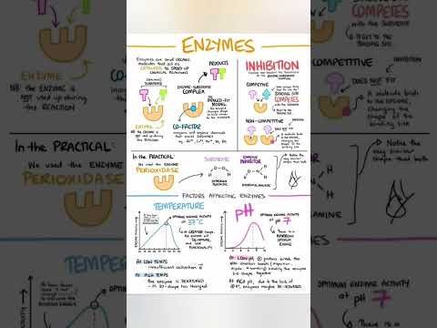 Enzymes biology and physiology