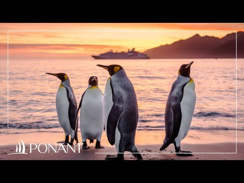 Rencontre avec... Le manchot royal | PONANT