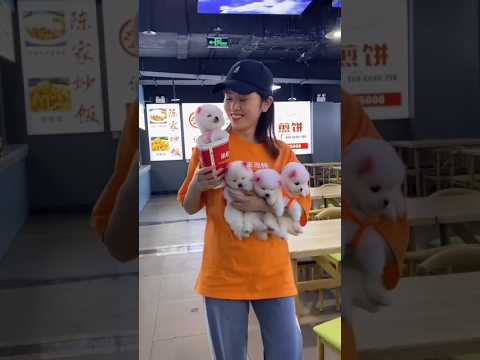 teacup dog breeds / teacup puppies π #shorts #dog #toys #cute #puppy