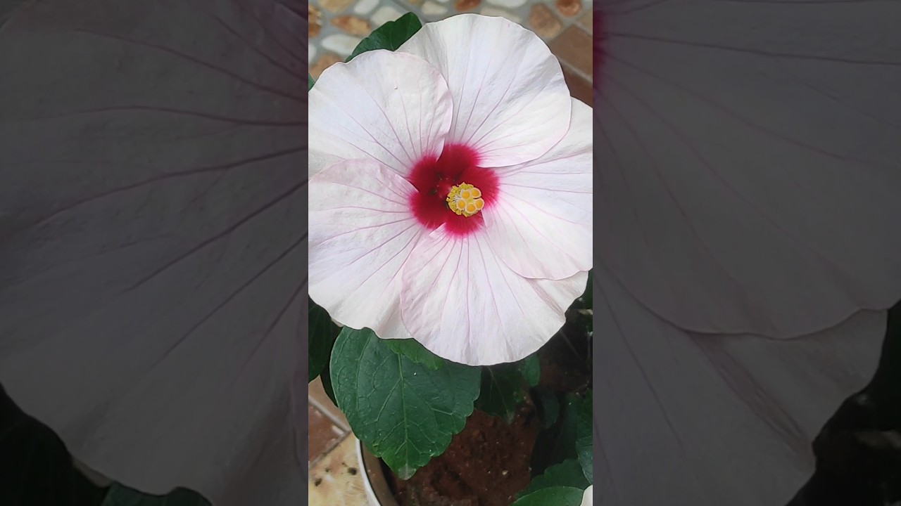 A fleeting bloom, an eternal charm 🌸🌿 #ChasingGreens #hibiscus #hibiscusgrafting #homegardening
