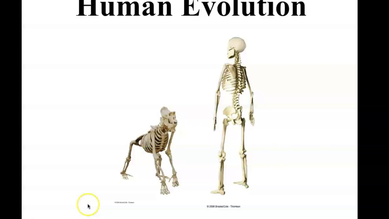 18 Human Evolution