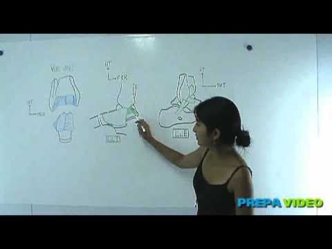 anatomie cours arthrologie articulation de la cheville