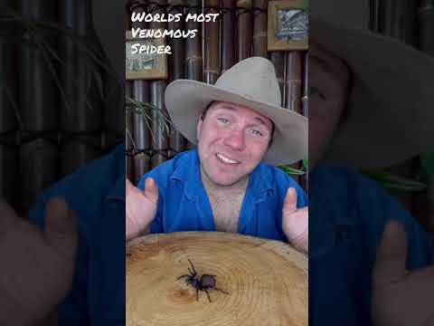 Funnelweb Spider Bite - Side Effects #shorts