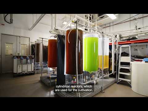 Algal cultivation in RAS process water (SAFE-project)