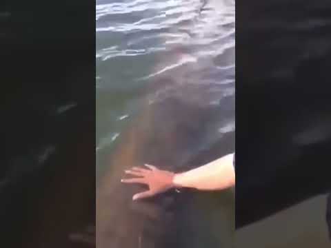 Biggest python?
