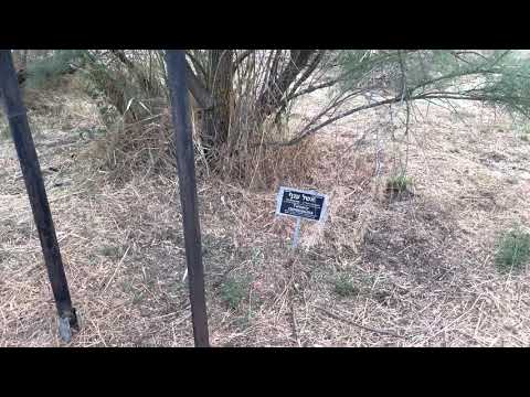 Biblical tamarisk - eshel