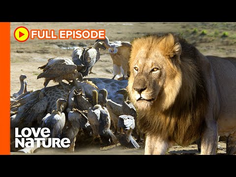 Lions, Vultures, Hyenas: Animals That Feast on The Fallen Giant | Wildlife Icons Ep201