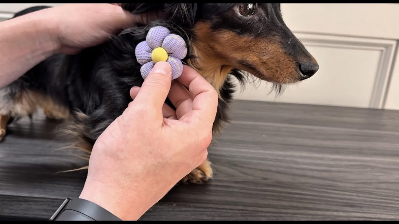 Small Dog Collar with Flower, Dog Collars for Small Dogs for Female Male Dogs Cute Dog Collar with P