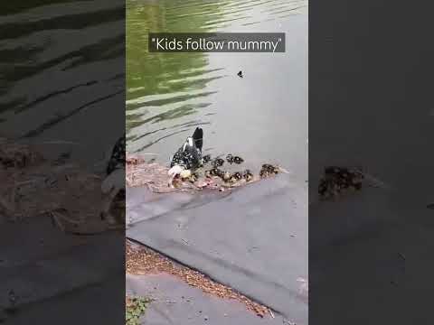 Ducklings following mum