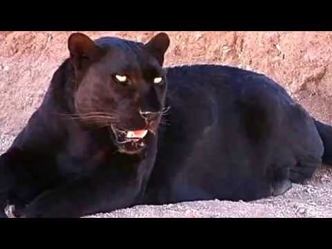 Black Panther Facts: 13 Facts about Black Panthers