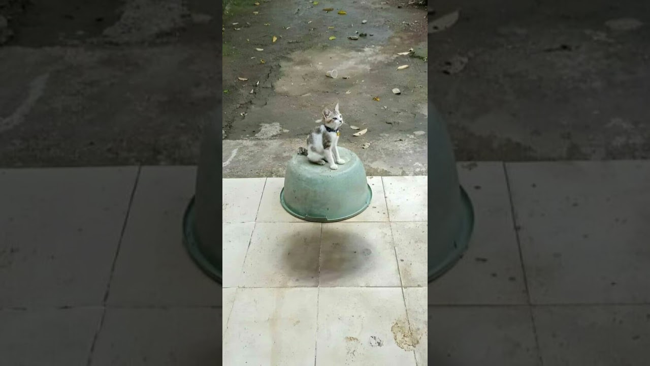 Confusing Perspective 🥴🥴 v102